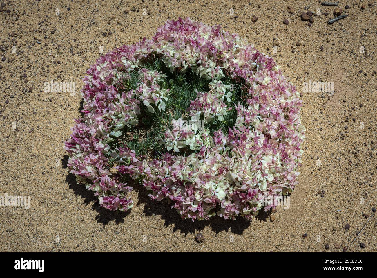 Wreath flower (Lechenaultia macrantha), Outback, Western Australia ...