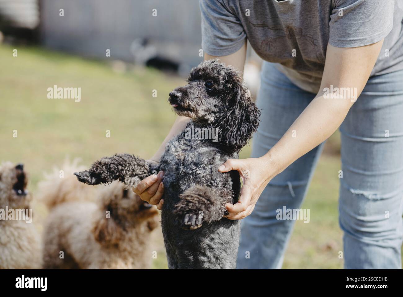 A person holds a poodle up by its front legs, creating a playful moment ...