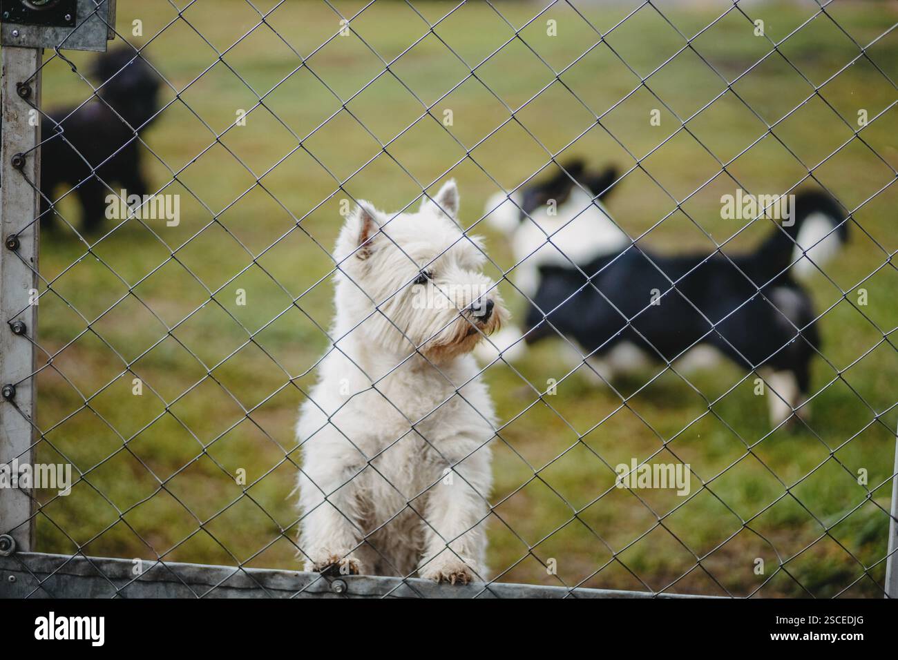 Dog looking through fence hi-res stock photography and images - Alamy