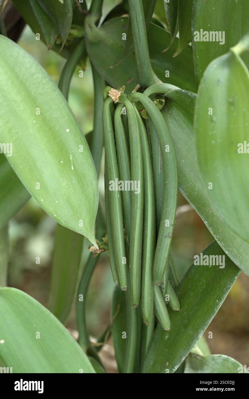 Vanilla creeper plant and beans Botanical name Vanilla planifolia, food ...