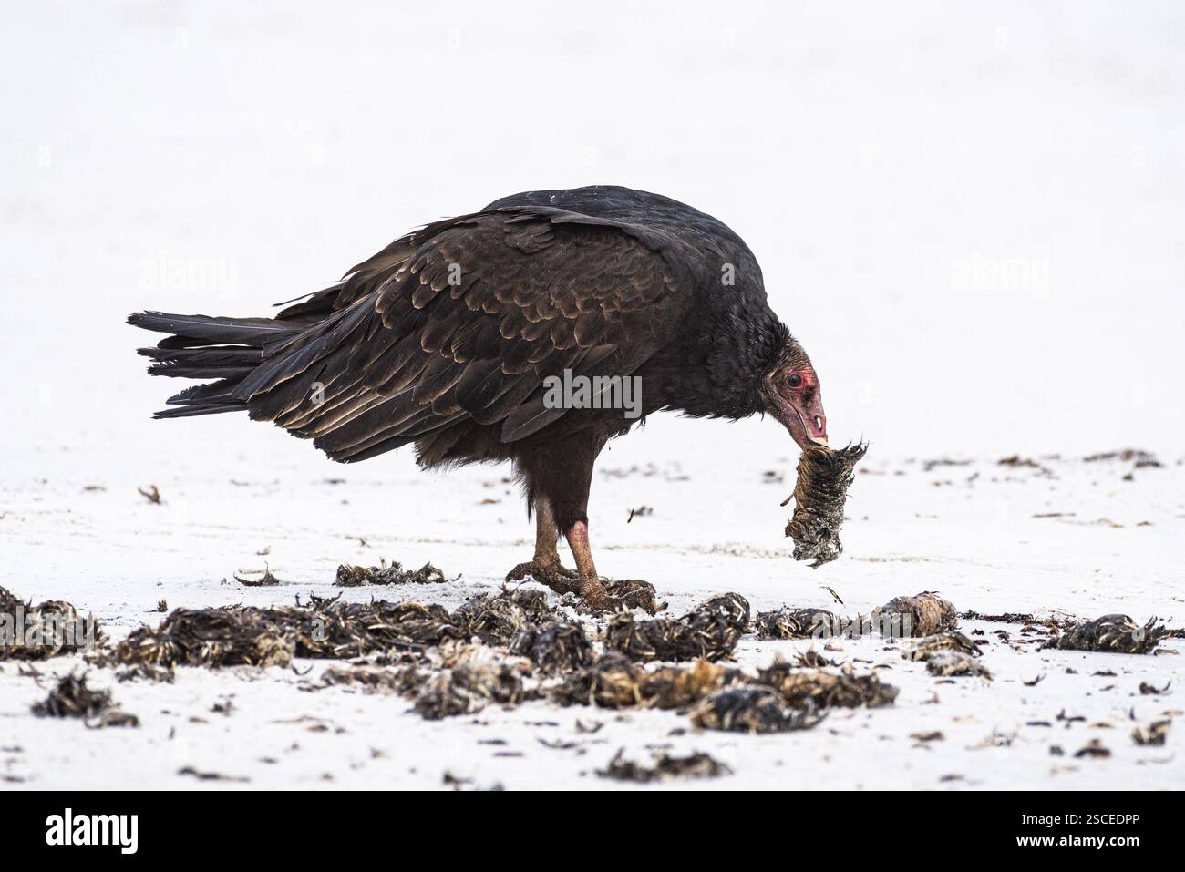 Turkey Vulture (Cathartes aura) feeding on a beach, Volunteer Point ...