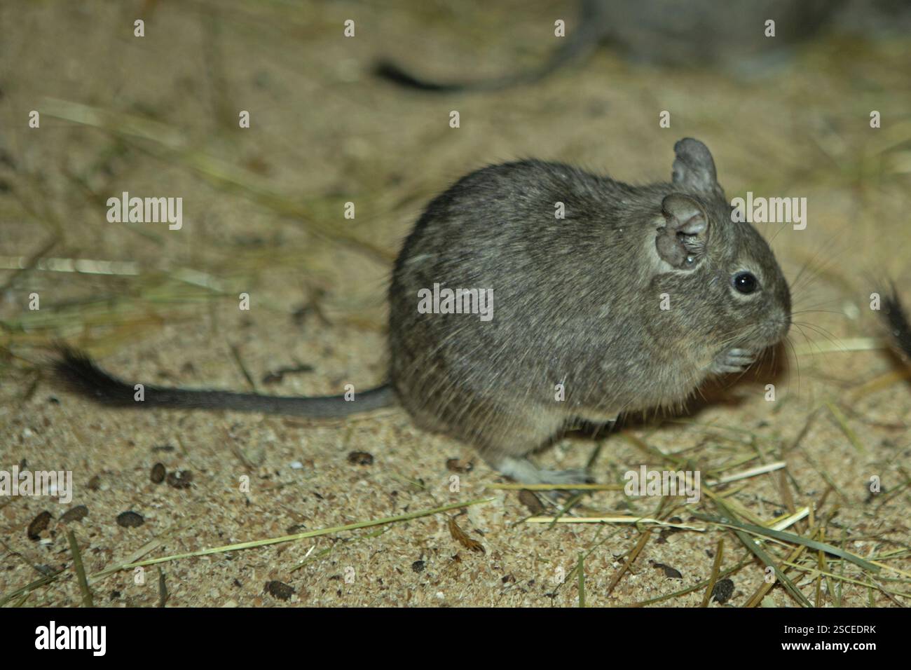 Degu sitting on sand looking right Stock Photo - Alamy