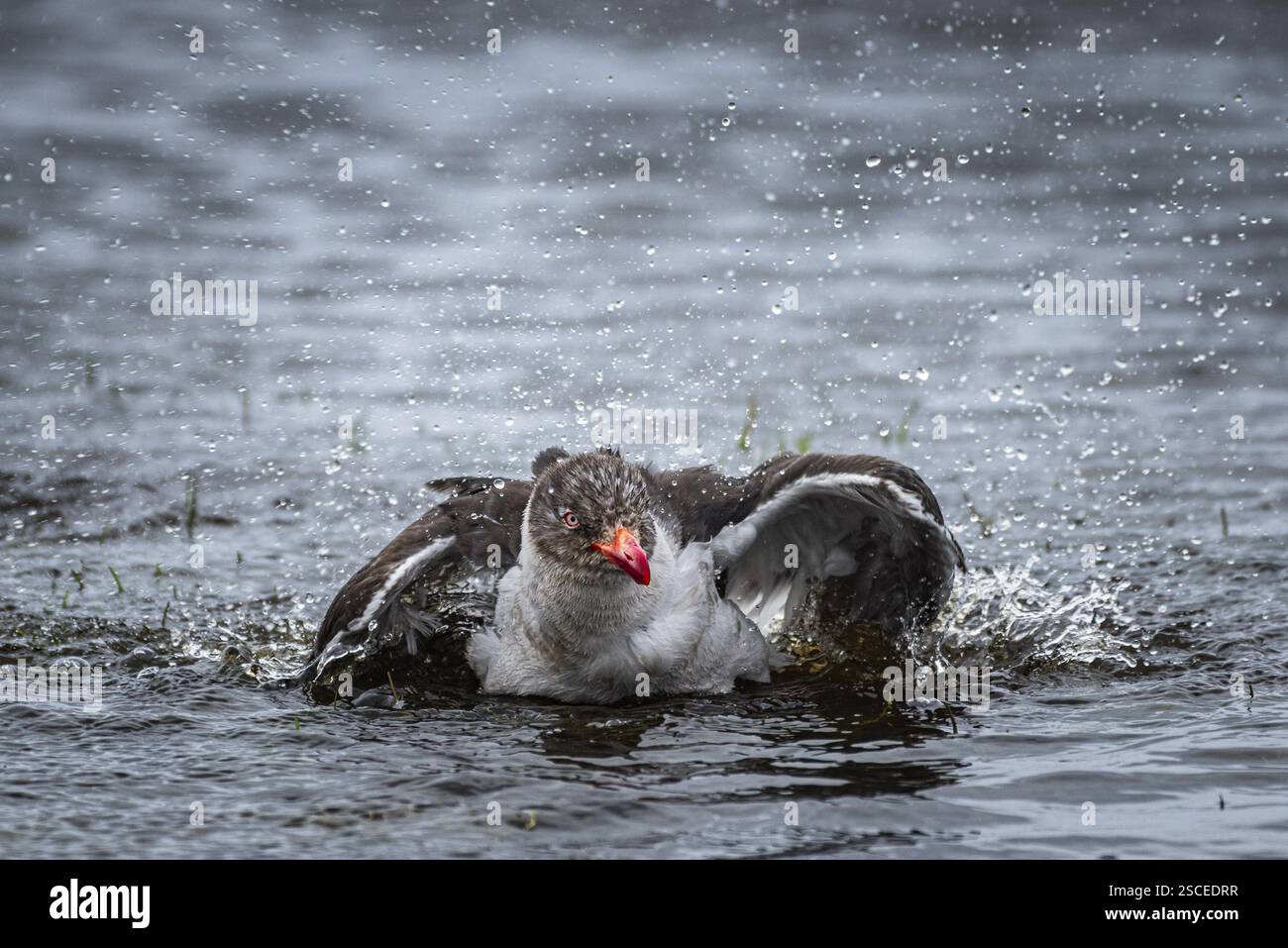Blood-billed Gull (Leucophaeus scoresbii, also Larus scoresbii), young ...