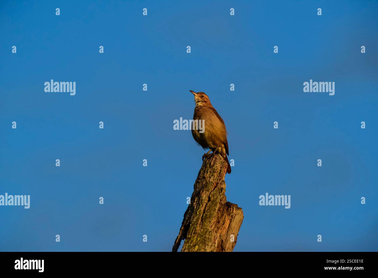 Rufous Hornero (Furnarius rufus), national bird of Argentina – cultural ...