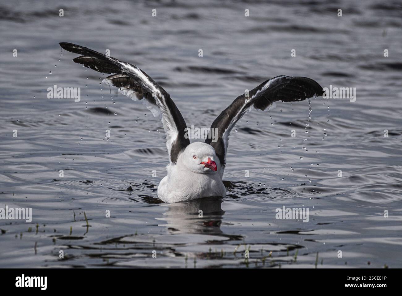 Blood-billed Gull (Leucophaeus scoresbii, also Larus scoresbii ...