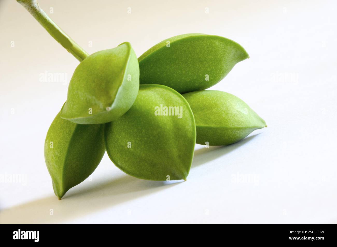 Fruit, five green eye shaped almond badam Prunus dulcis on white ...