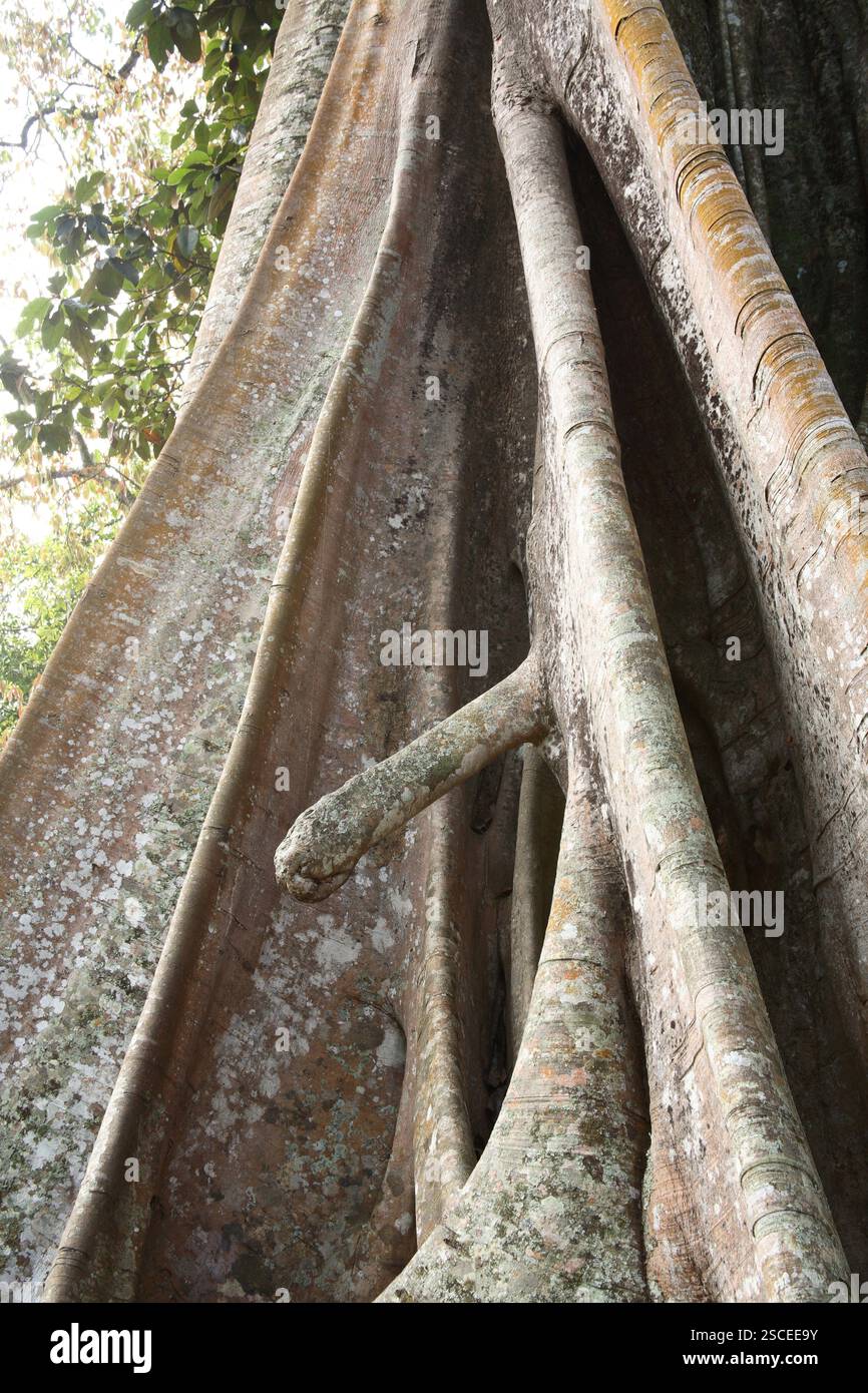 Part of Banyan tree looks like human body part Botanical name Ficus ...