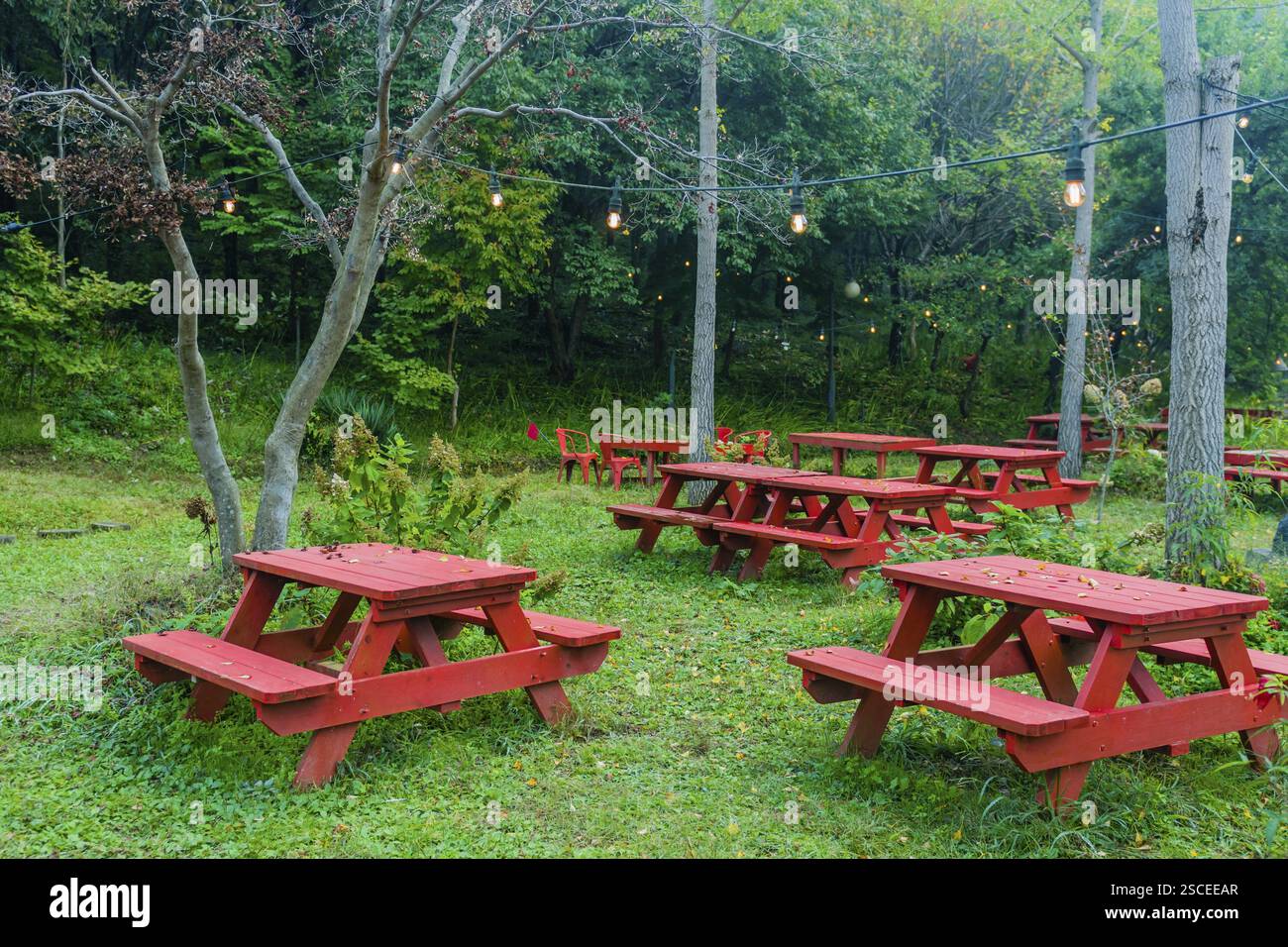 Several red picnic tables in a grassy outdoor area with string lights ...