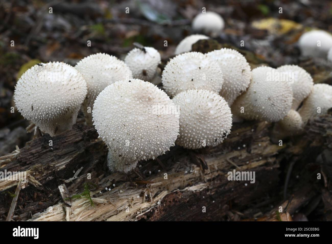 Bottle dust fungus, bottle bovist, warty dust fungus, spicy dust fungus ...