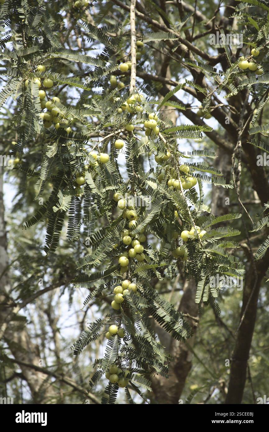 Fruits, Food ayurvedic medicine and herb fruit Amla Emblica officinalis ...