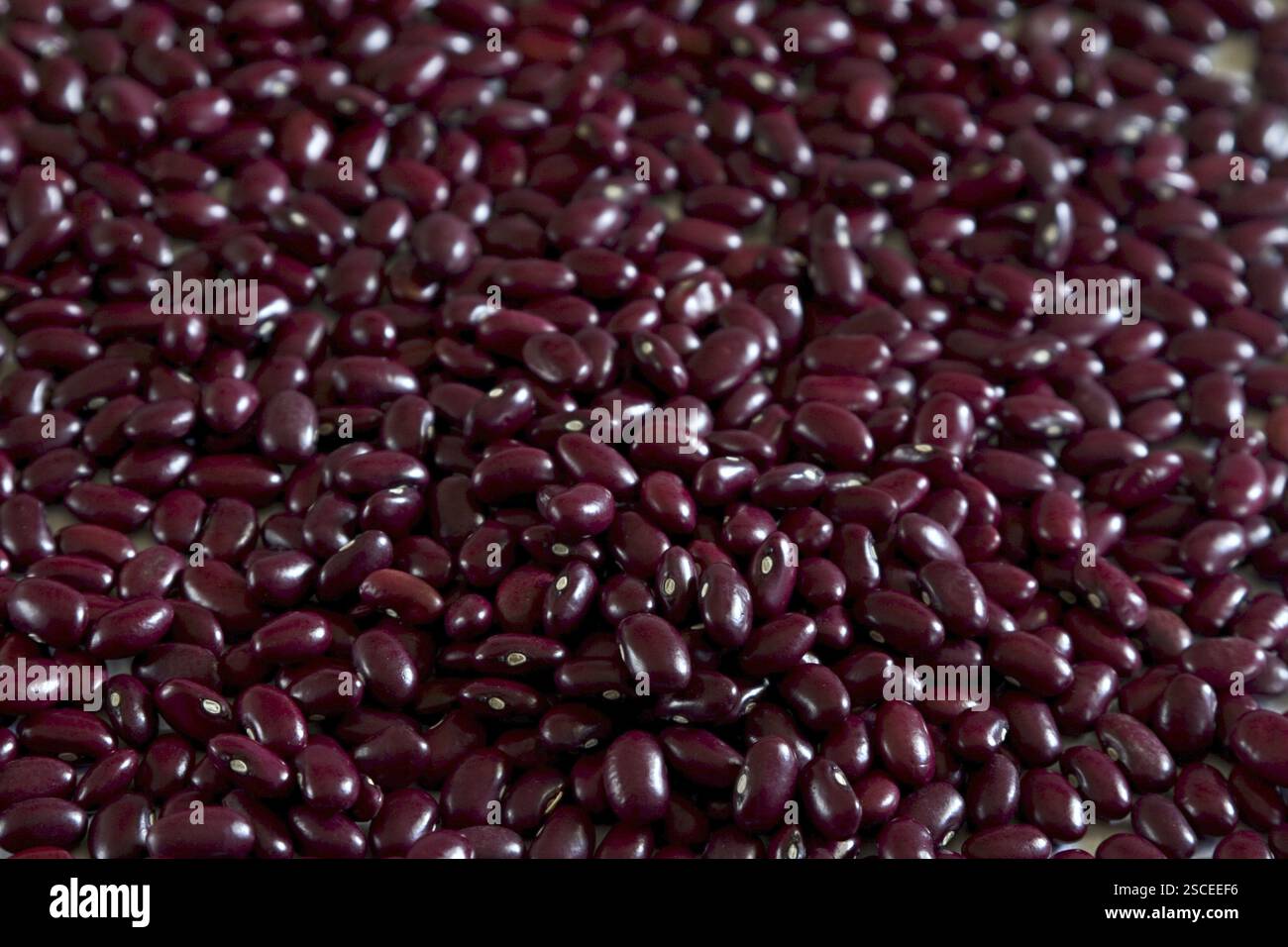 Beans, Rajma, Red Kidney Beans, Phaseoius vulgaris, India, Asia Stock ...
