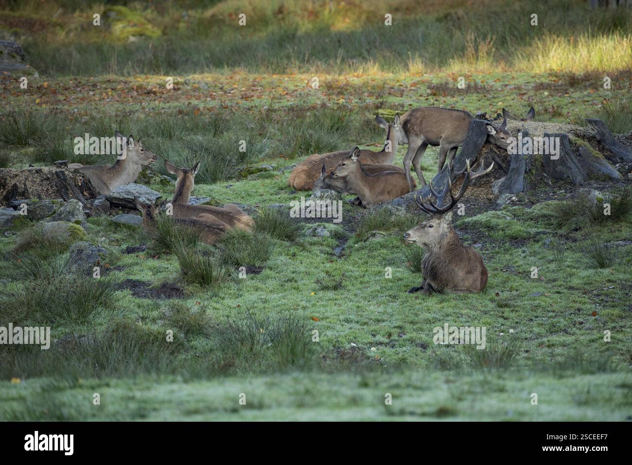 Red deer Red deer and five animals lying in a green meadow, variously ...