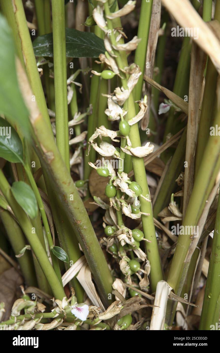 Spices, mouth freshener and ayurvedic medicine Cardamom plants with raw ...