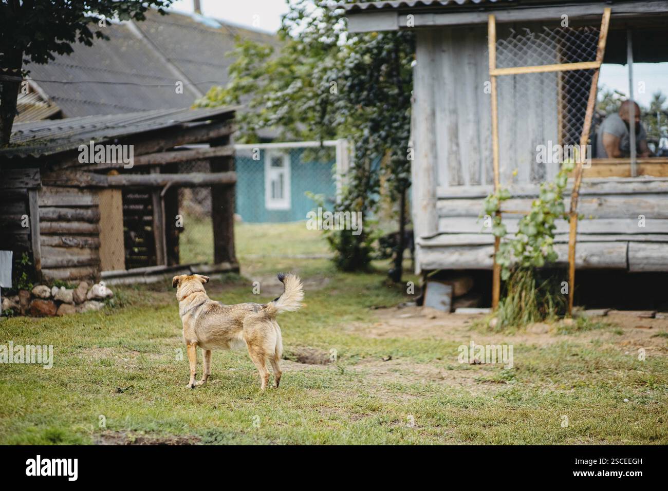 A dog standing in a yard facing a rustic log house, with a curious ...