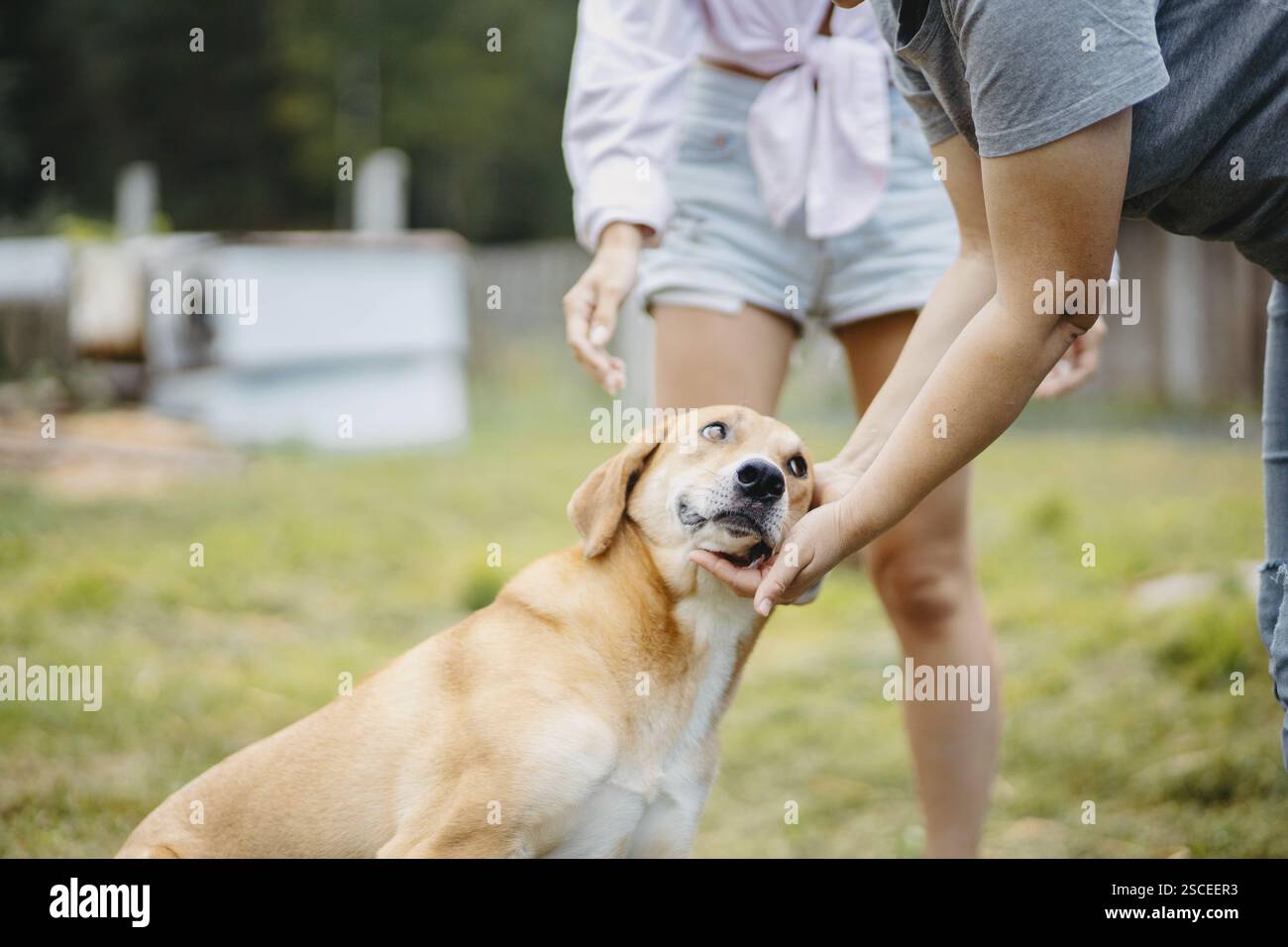 A yellow dog being pet by two people, showing a connection between ...
