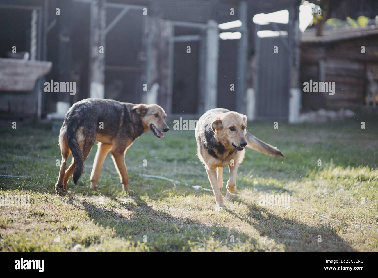 Rays sunlight casting shadows hi-res stock photography and images - Alamy