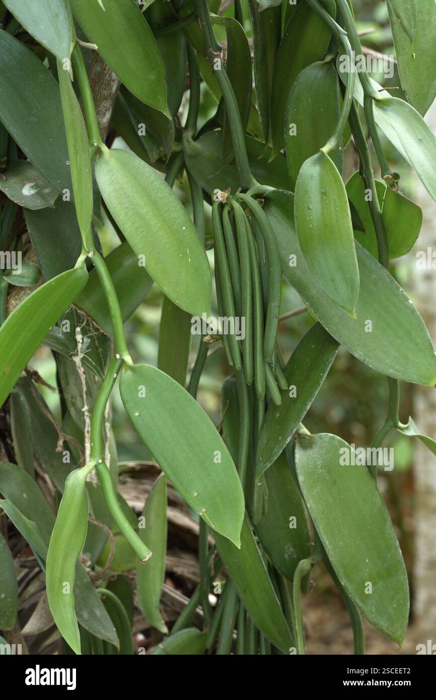 Vanilla creeper plant and beans Botanical name Vanilla planifolia, food ...