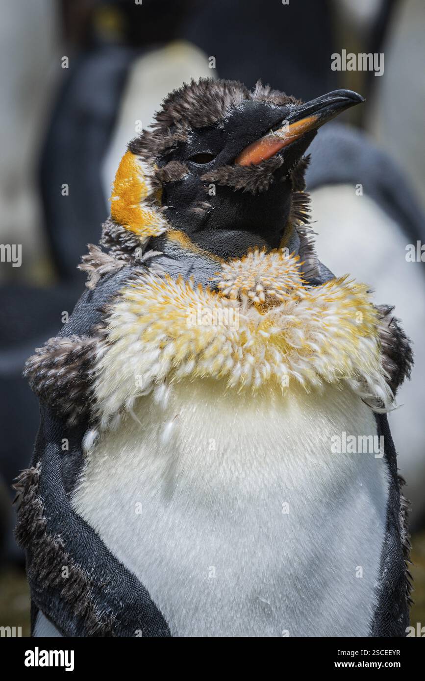 King penguins (Aptenodytes patagonicus), young bird in moult, Volunteer ...