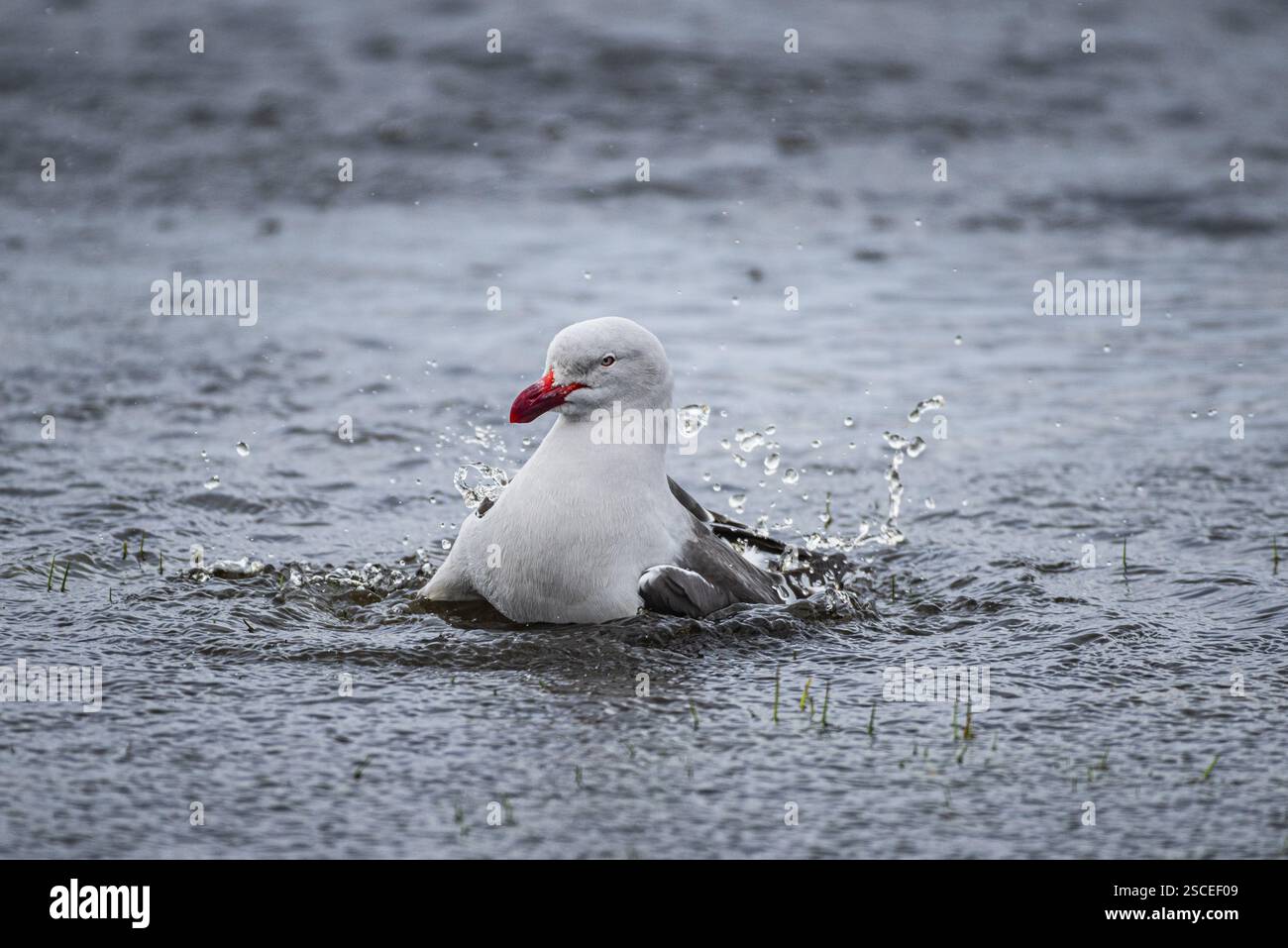 Blood-billed Gull (Leucophaeus scoresbii, also Larus scoresbii ...