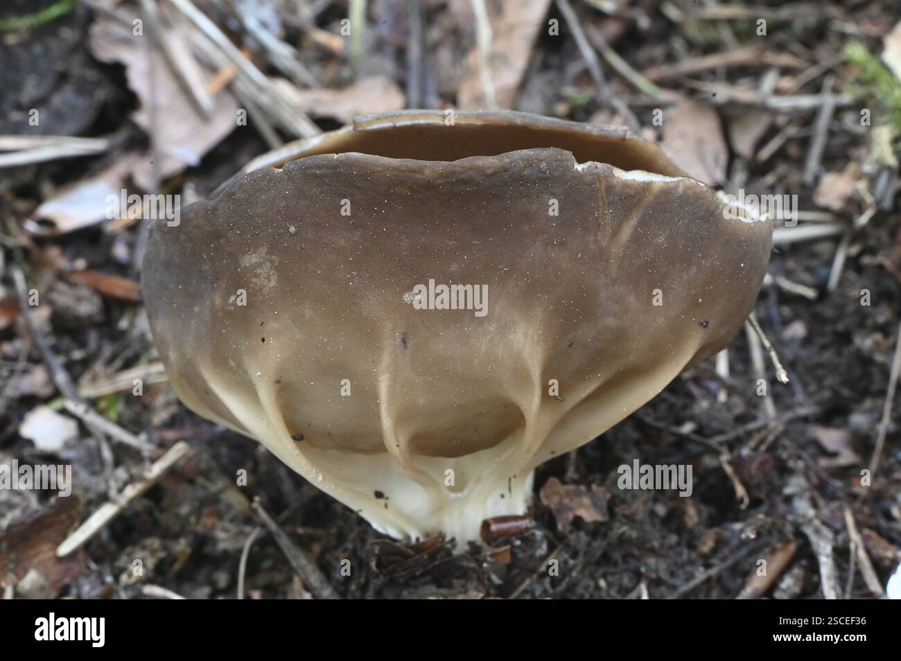 High-ribbed cup fungus, cup-shaped cup fungus, cup-ribbed cup fungus ...