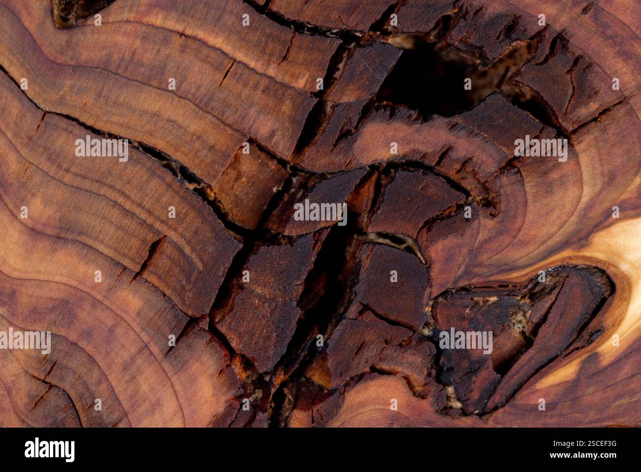 larch tree with annual rings, treated for decoration a section of the ...