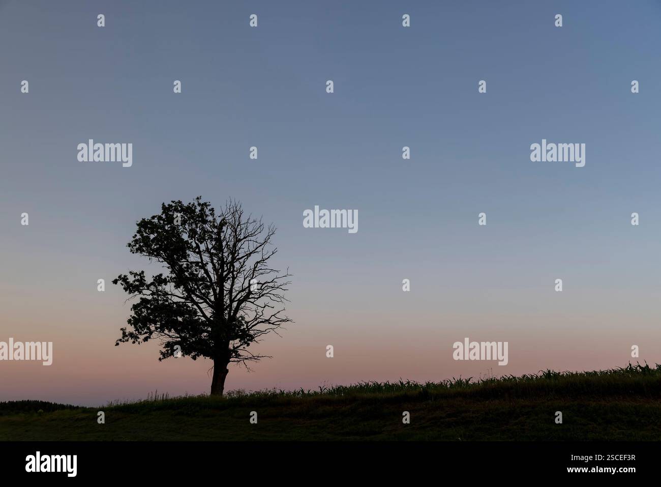 a half withered tree grows on a hill near sunset, a deciduous tree half ...