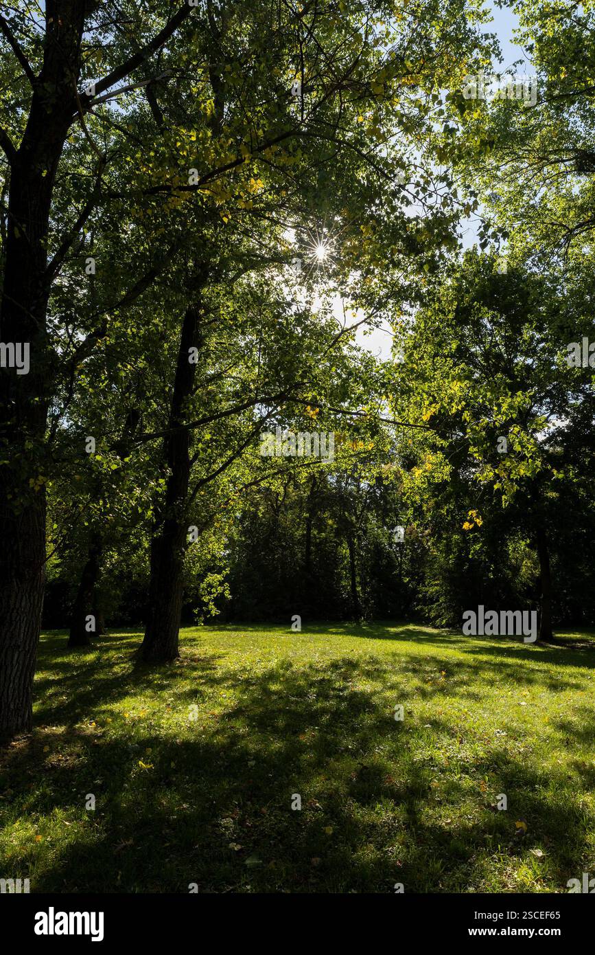 trees in the autumn park a large number of maples with green foliage at ...