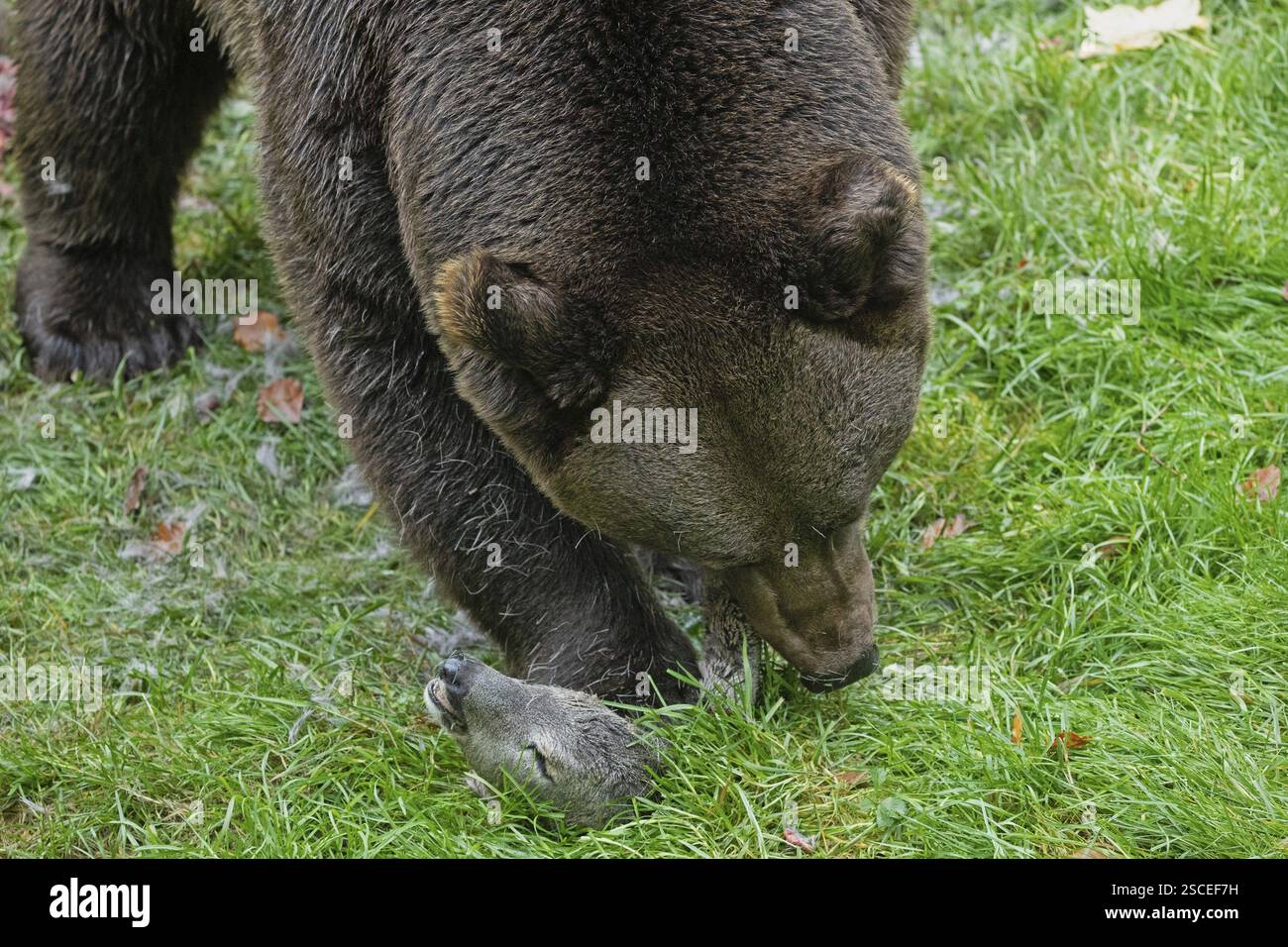 Brown bear eating deer head standing in green meadow looking down from ...