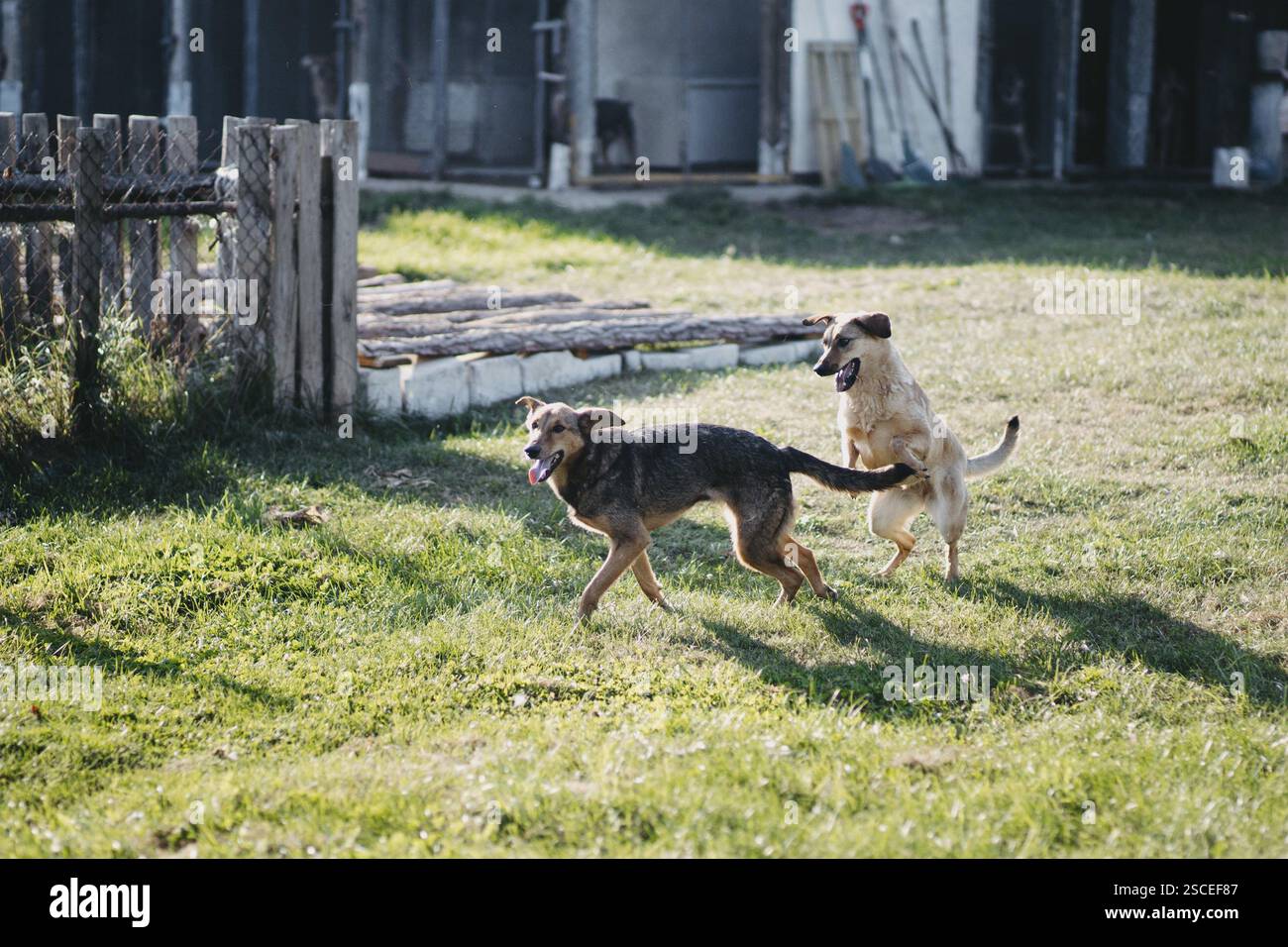 Two dogs are playfully chasing each other in a grassy yard Stock Photo ...