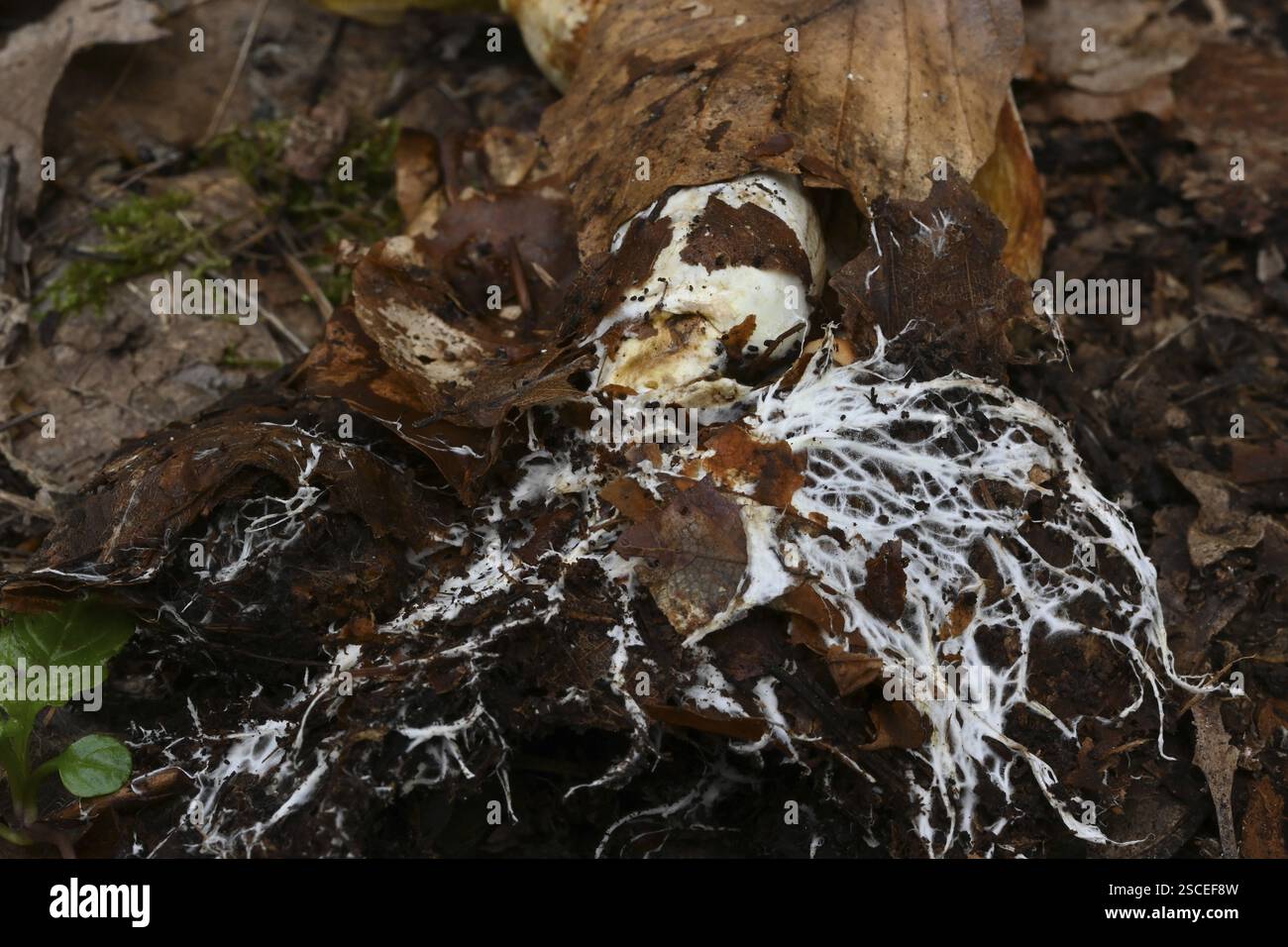 Mushroom mycelium of a golden bolete (Suillus grevillei, Suillus flavus ...
