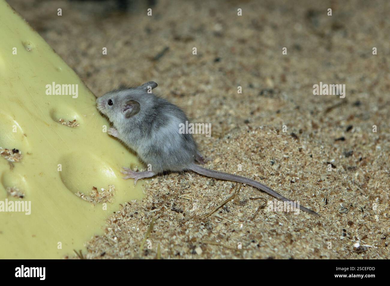 House mouse eating cheese standing left looking Stock Photo - Alamy