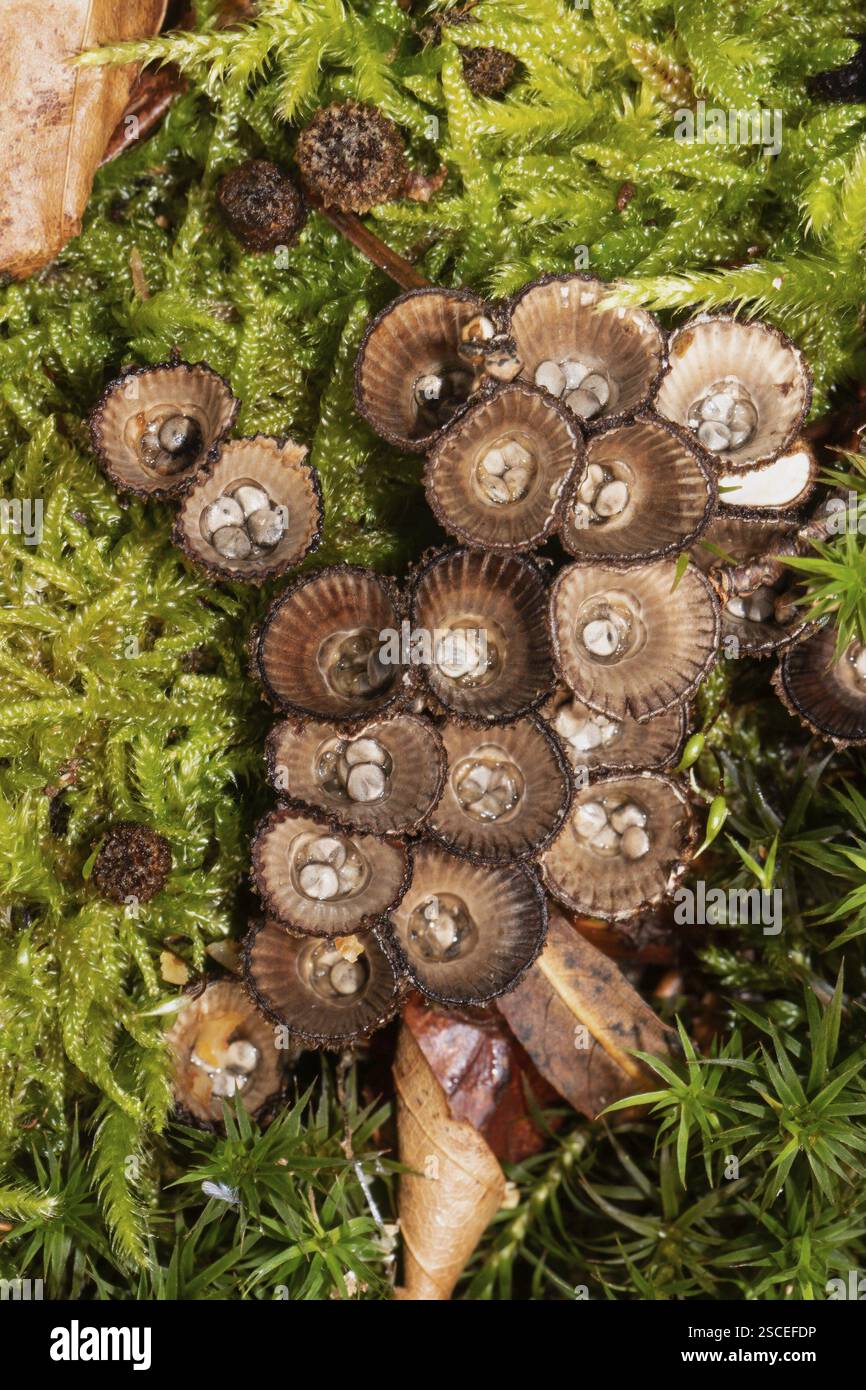 Fluted Bird's Nest many bowl-shaped dark brown fruiting bodies with ...