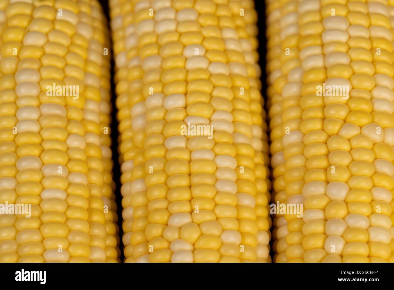 corn cob with yellow seeds of different sizes close up, sweet corn for ...