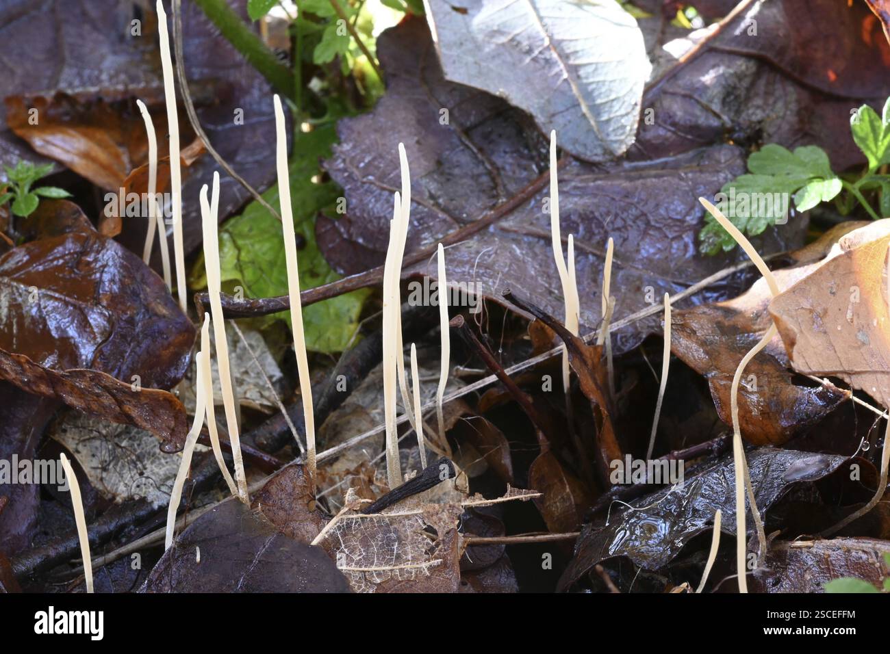 Bulrush club, bulrush tube club (Macrotyphula filiformis), Lower ...