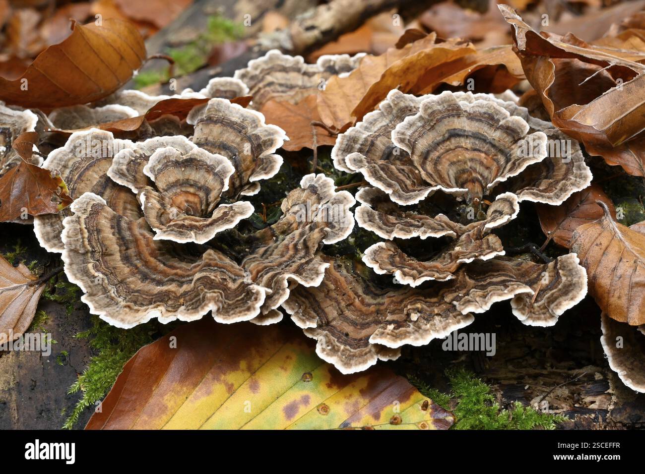 Butterfly Tramete (Trametes versicolor, Coriolus versicolor, Polyporus ...