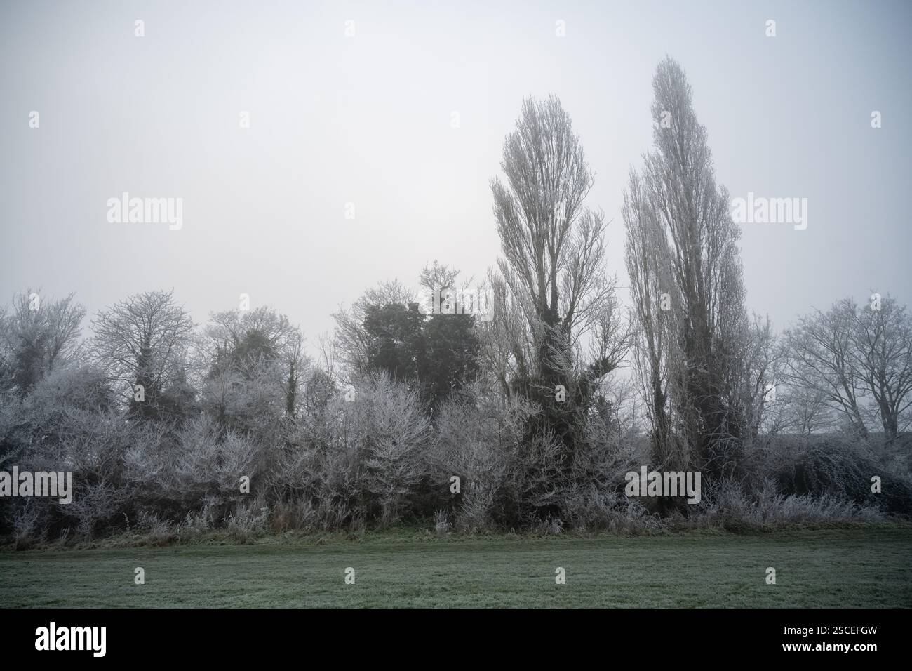 11th January 2025, Wallingford Kinecroft in the frost Stock Photo - Alamy
