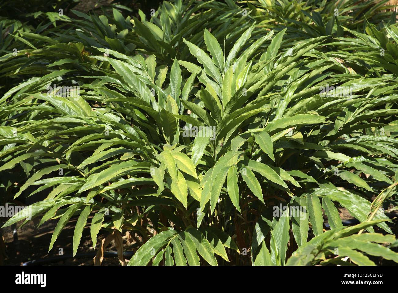 Spices, mouth freshener and ayurvedic medicine Cardamom plants ...