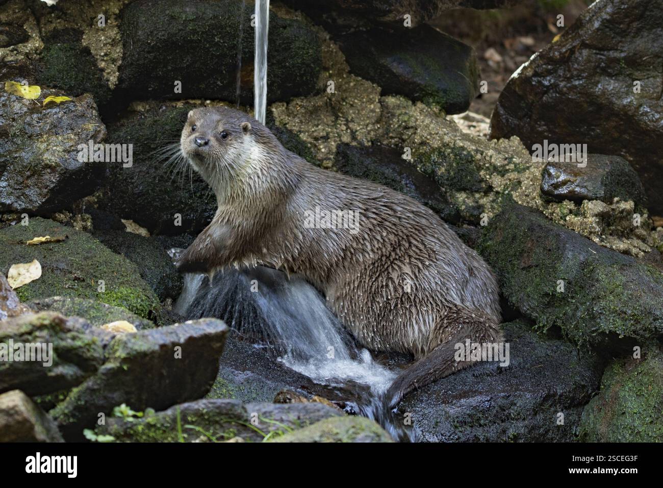 Otter sitting on rocks with waterfall looking left Stock Photo - Alamy