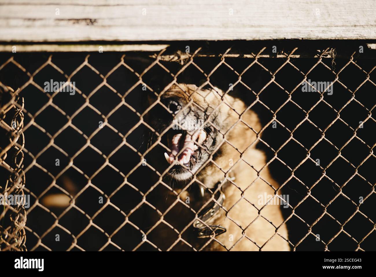 A dog behind a cage showing its teeth Stock Photo - Alamy