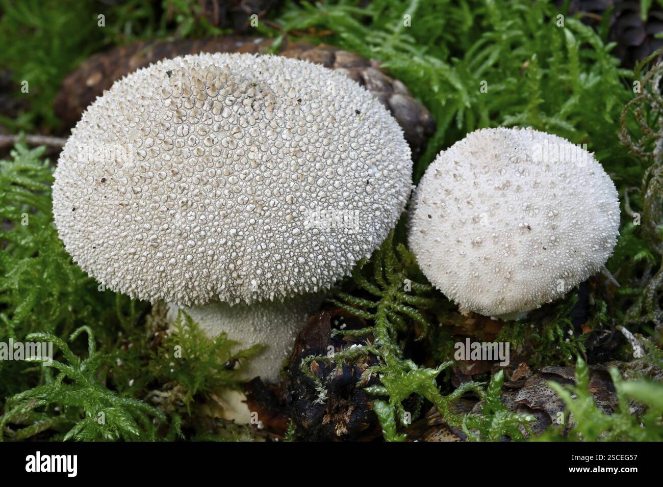 Bottle dust fungus, bottle bovist, warty dust fungus, spicy dust fungus ...
