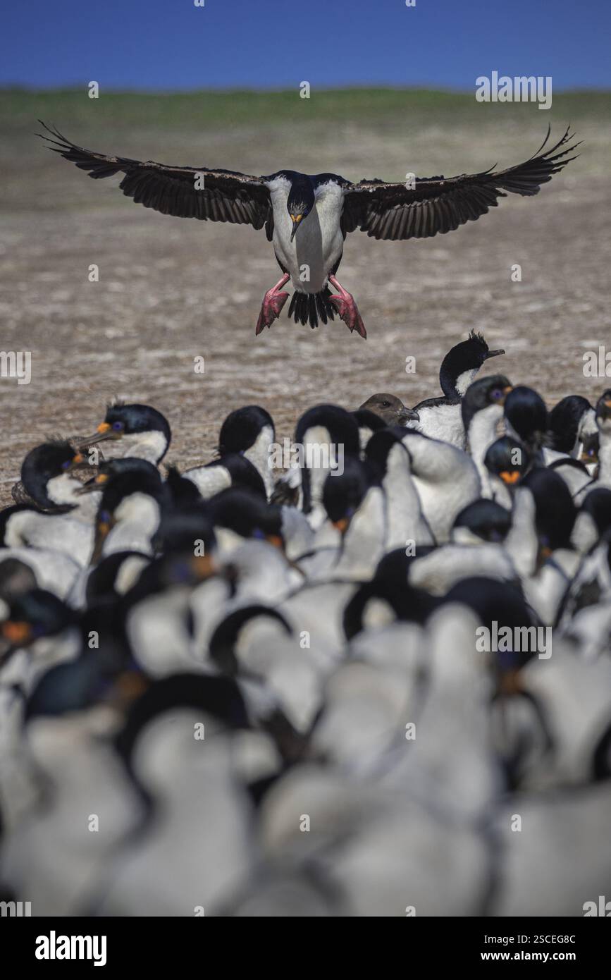 Blue-eyed Cormorant (Phalacrocorax atriceps), also Imperial shag ...