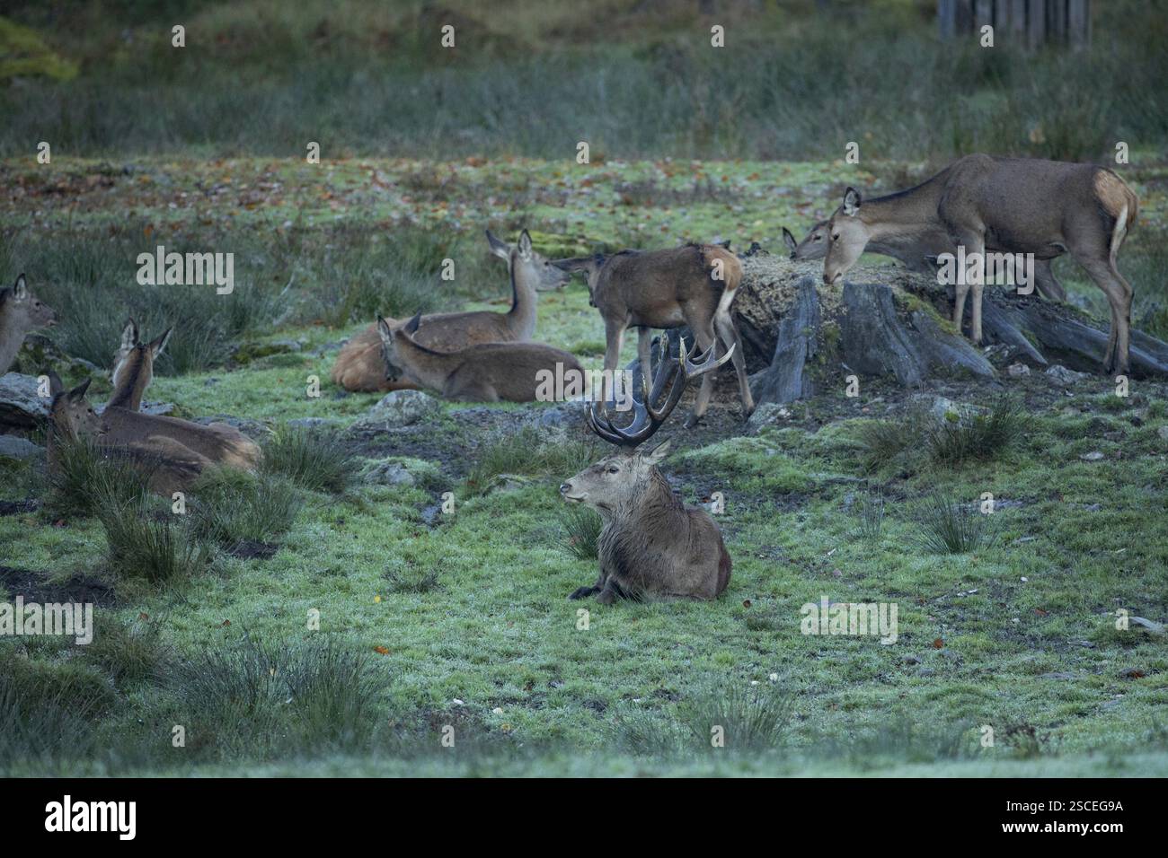 Red deer Red deer and six animals lying and standing in a green meadow ...