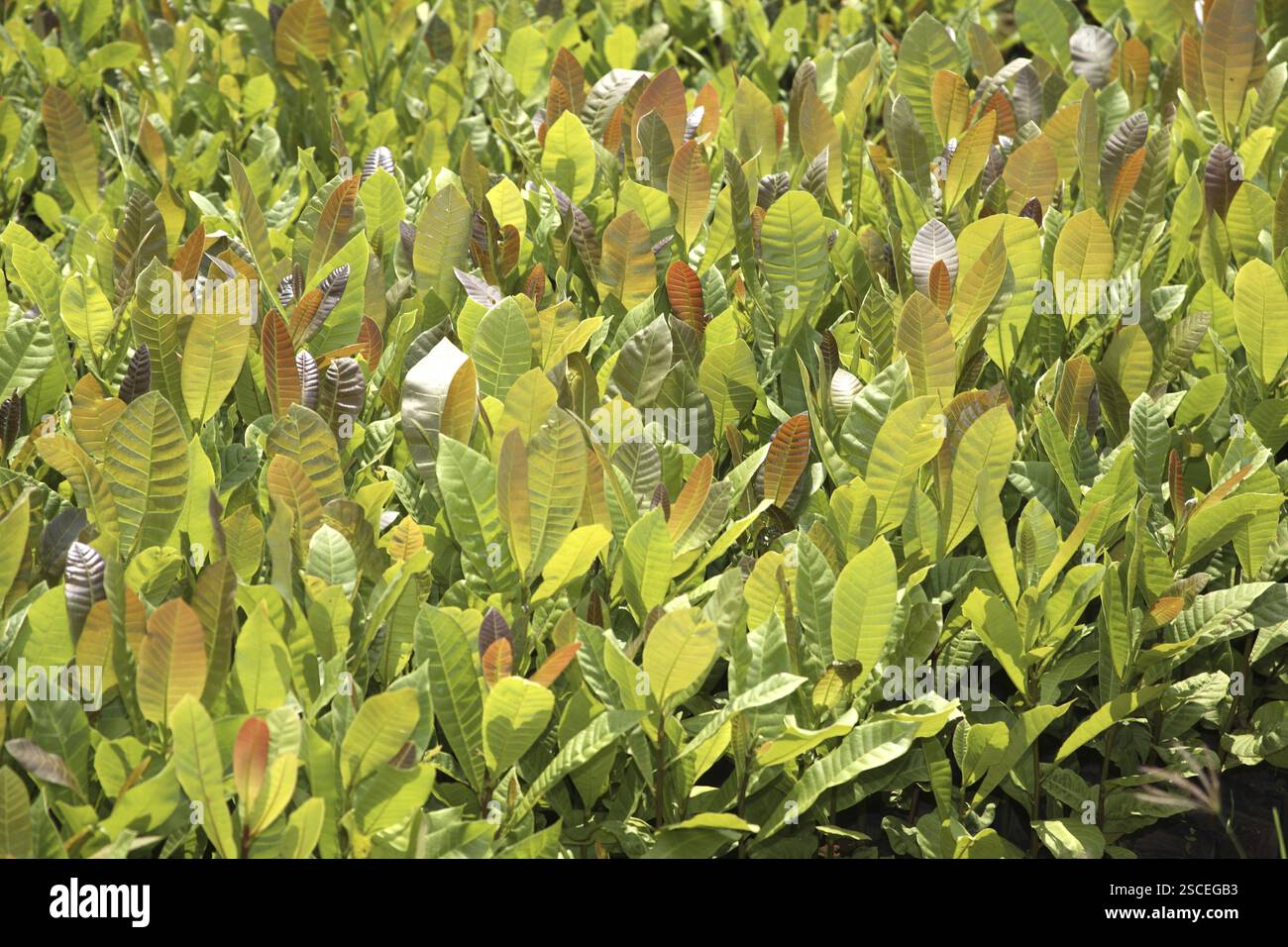 Nursery of Cashew plants with different varieties Anacardium ...