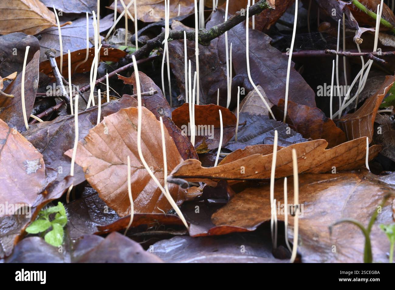 Bulrush club, bulrush tube club (Macrotyphula filiformis), Lower ...