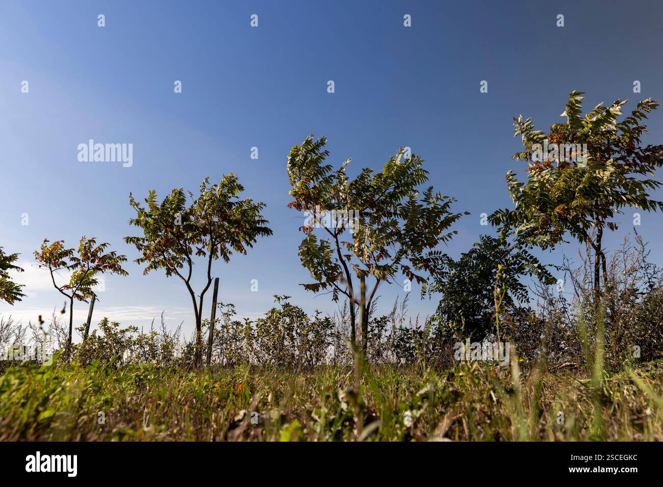sumac growing in the field against the sky, a sumac trees to fence the ...