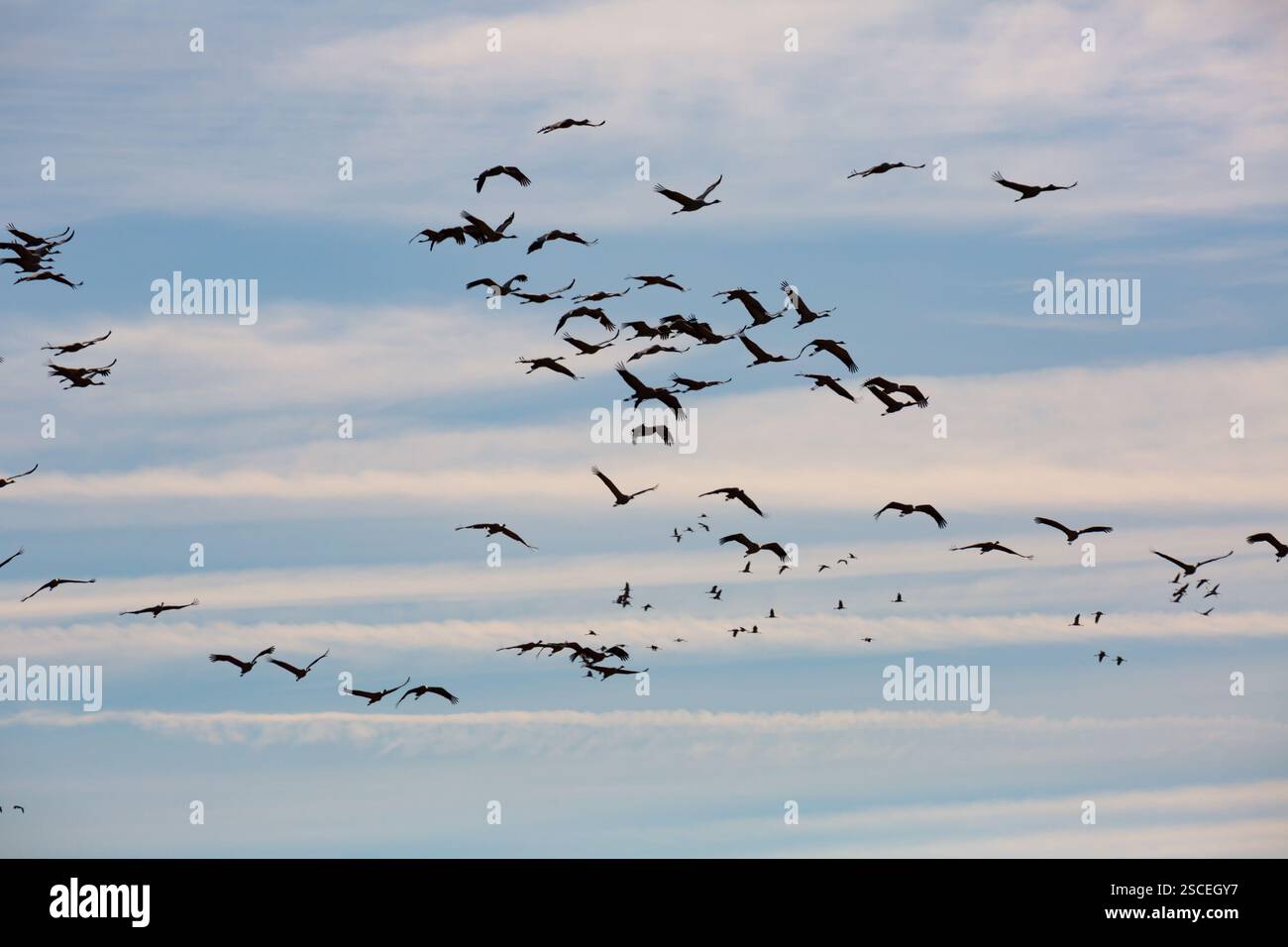 Flock of cranes flying Stock Photo - Alamy