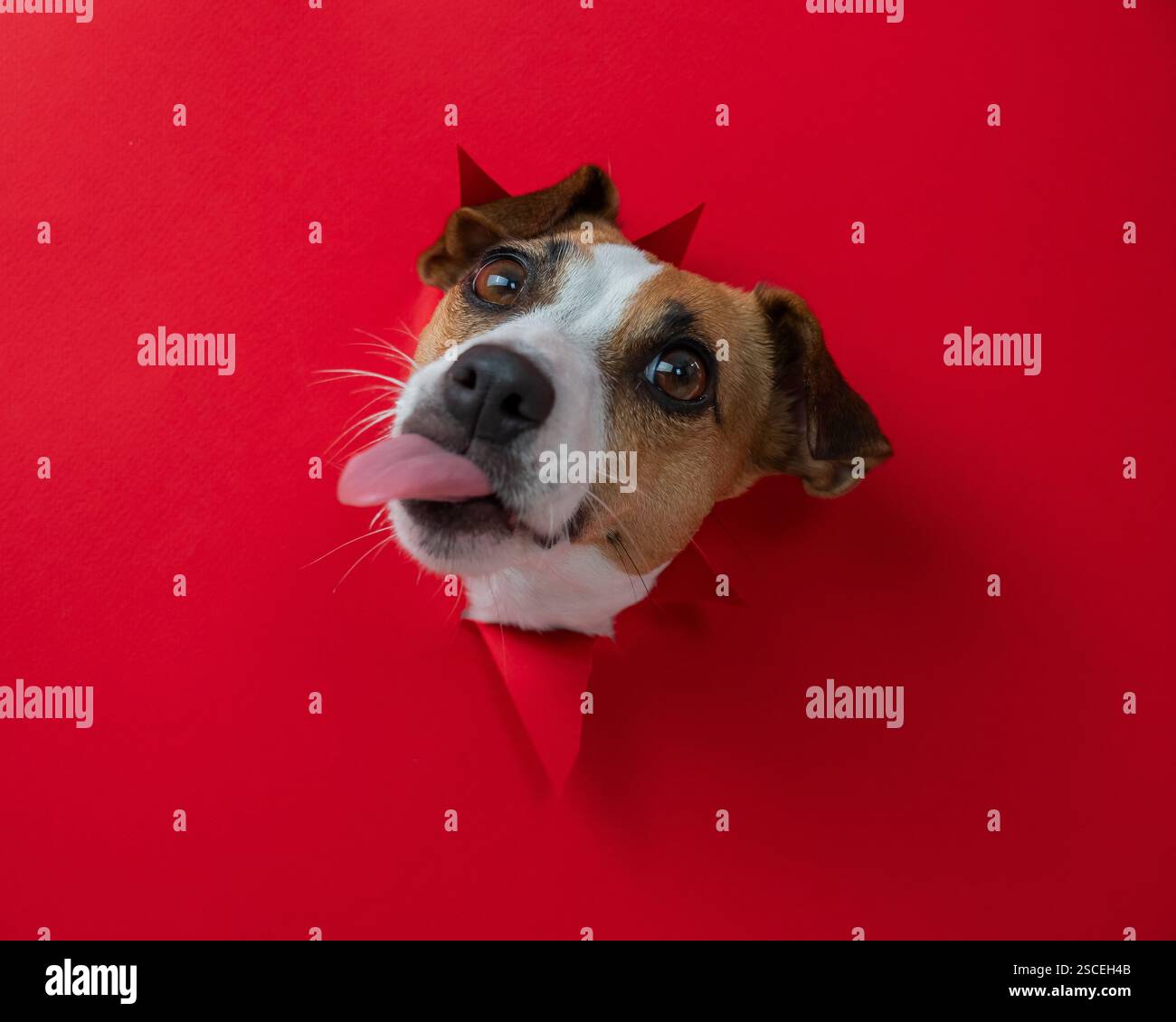 Funny dog licks his nose. Jack Russell Terrier head sticking out ...