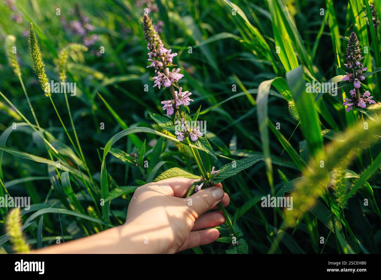 Chickweed in spring meadows hi-res stock photography and images - Alamy