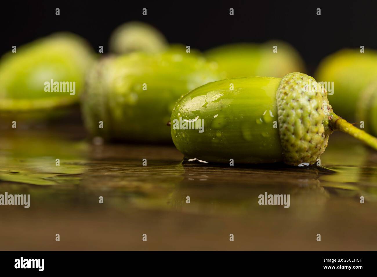 wet green big oak fruits acorns, not ripe and wet in drops of water ...