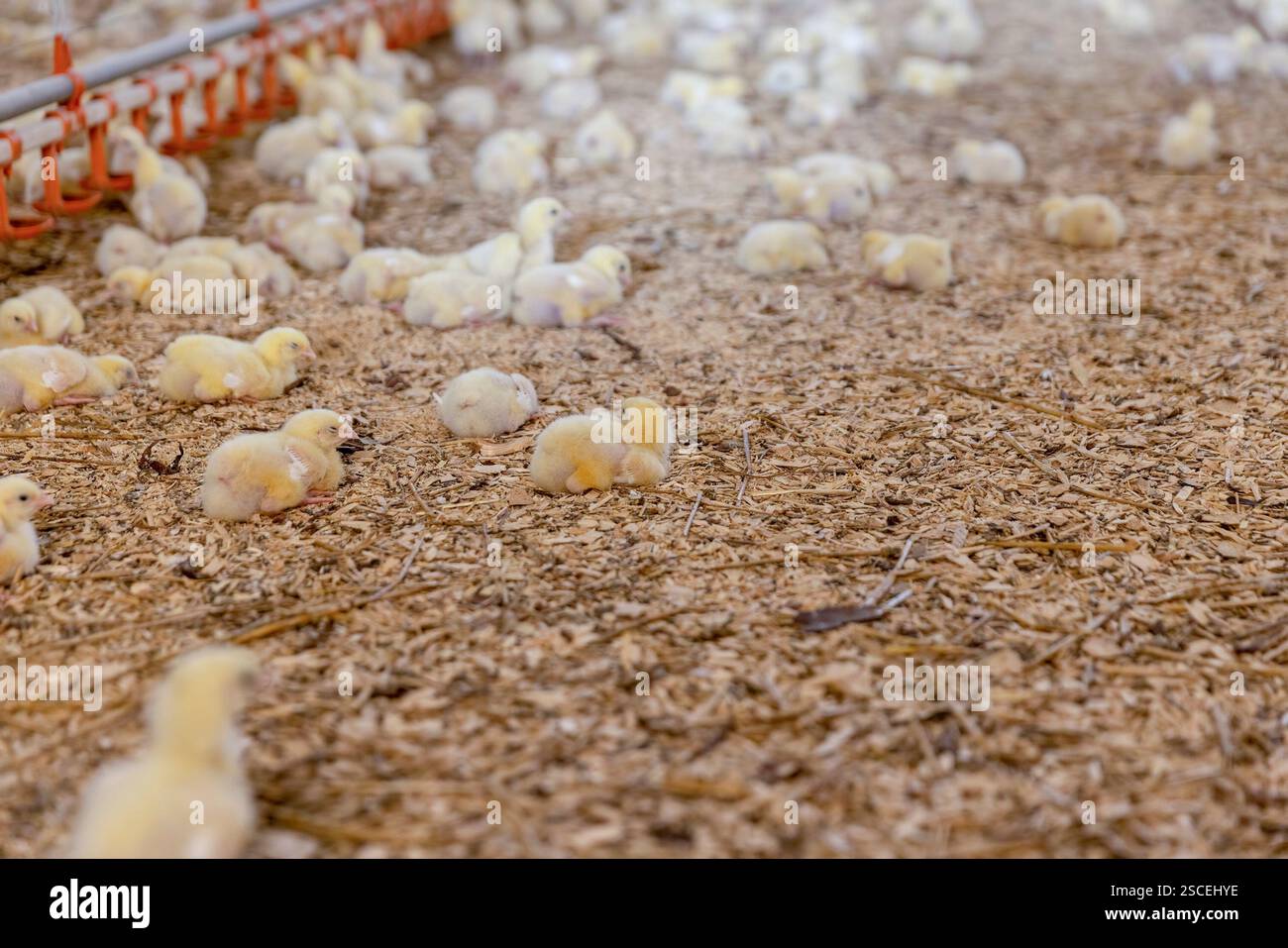 Large crowd cute small yellow hi-res stock photography and images - Alamy